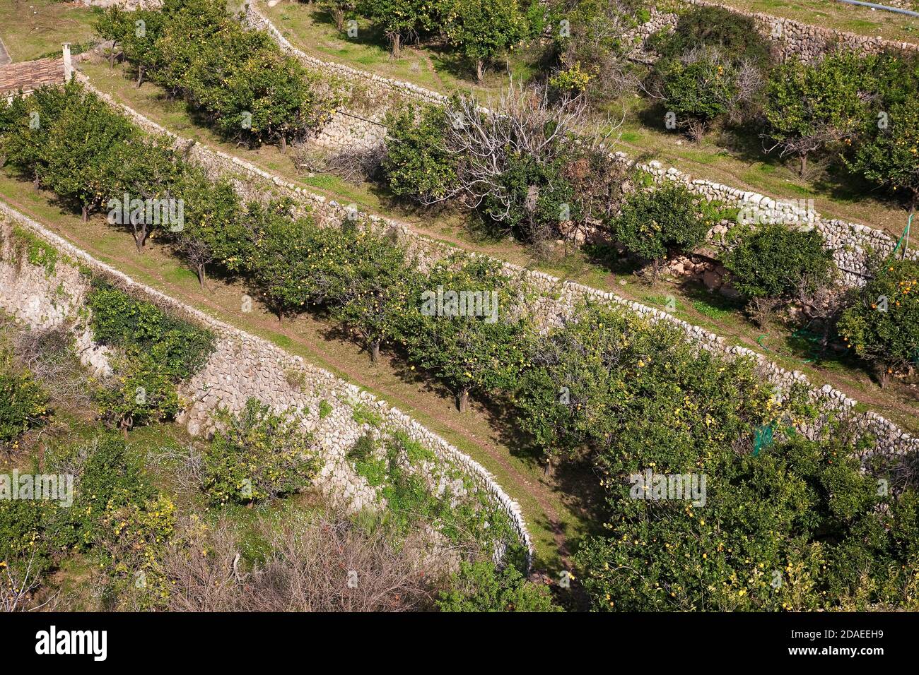 geography / travel, Spain, Majorca, Banyalbufar, terrace gardens of ...