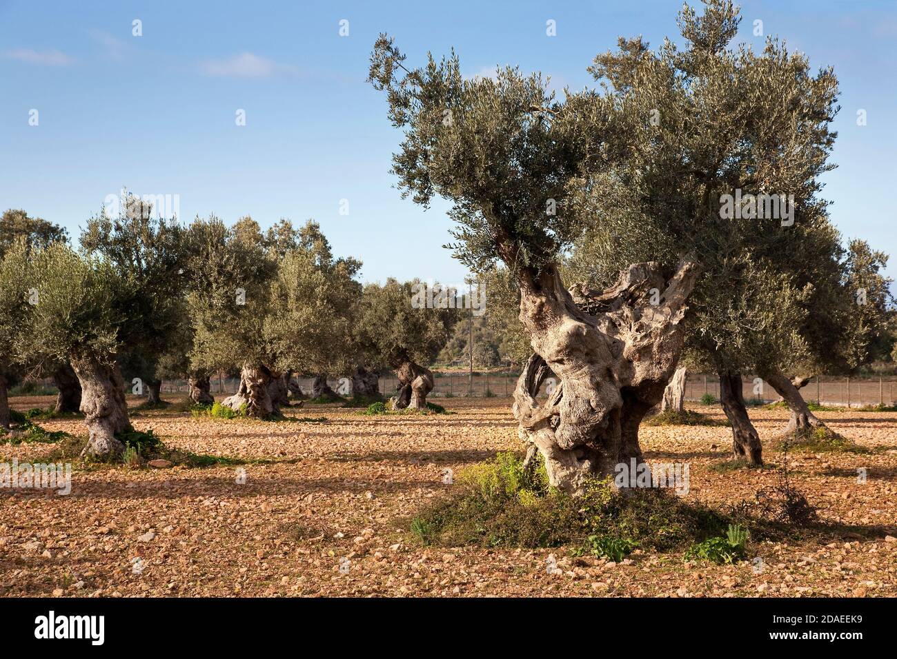 Olive tree majorca hi-res stock photography and images - Alamy