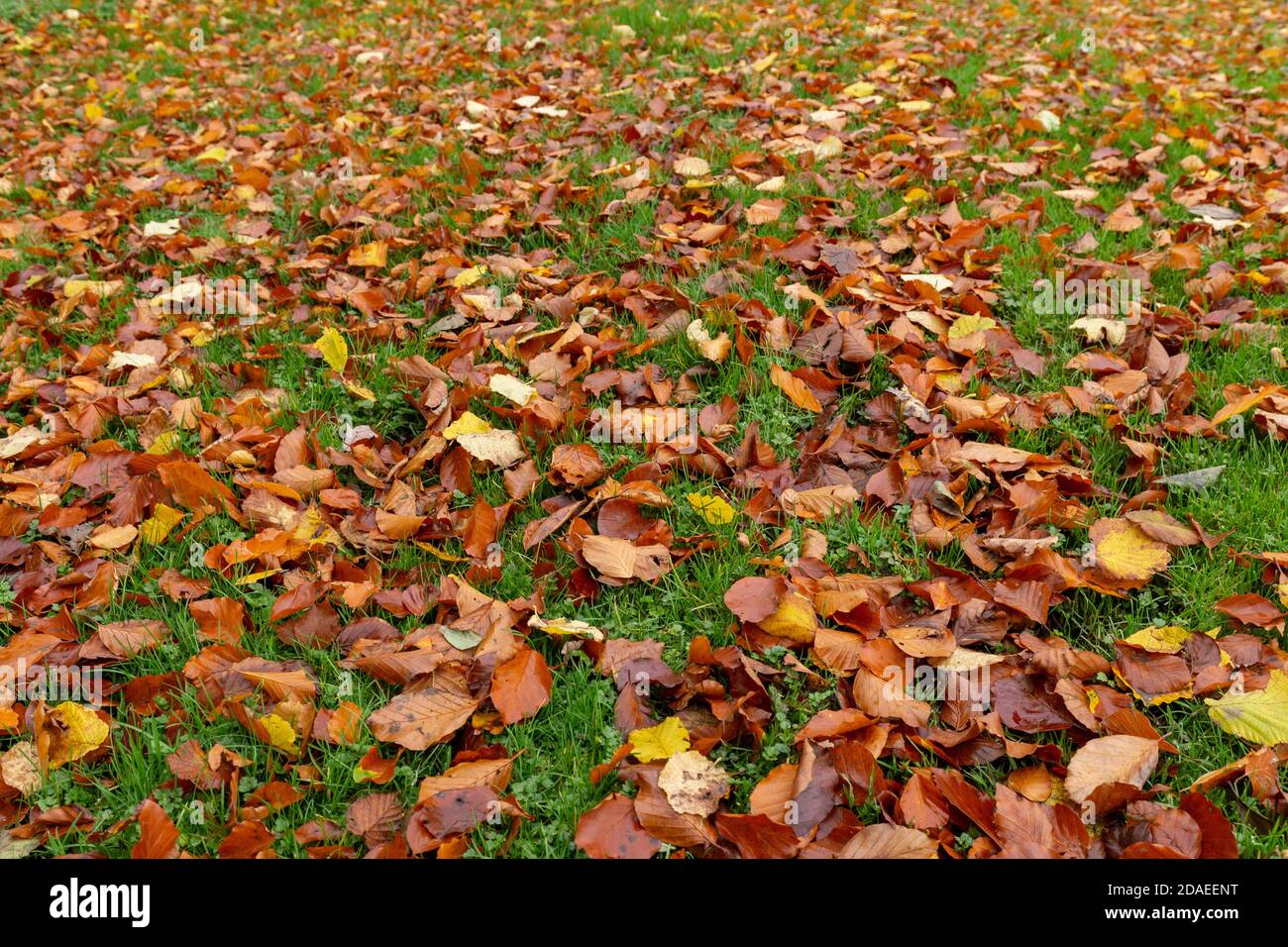 Fallen leaves cover grass in hi-res stock photography and images - Alamy