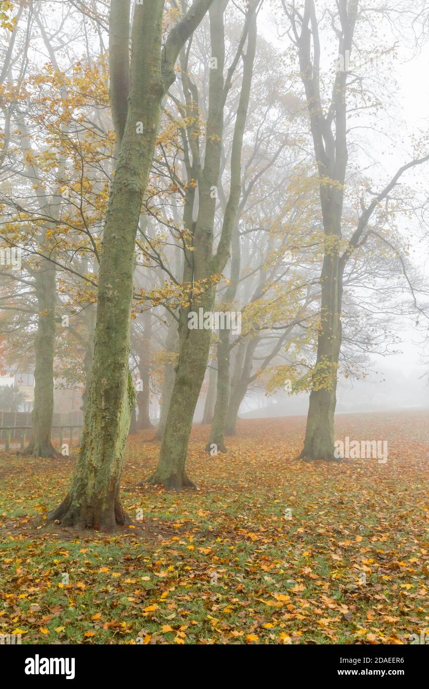 Autumn trees in fog Stock Photo - Alamy