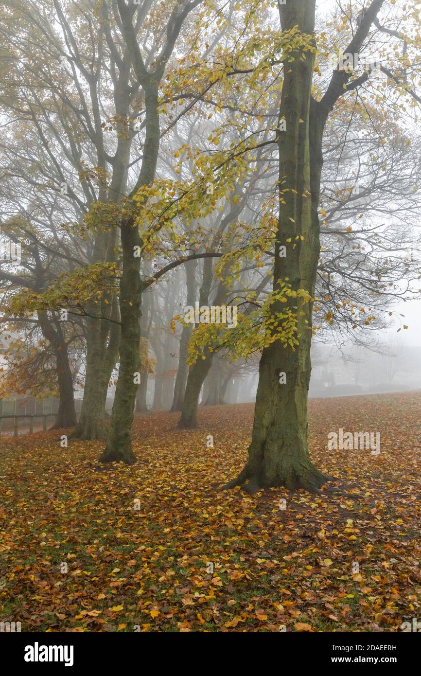 Trees with fog hi-res stock photography and images - Alamy