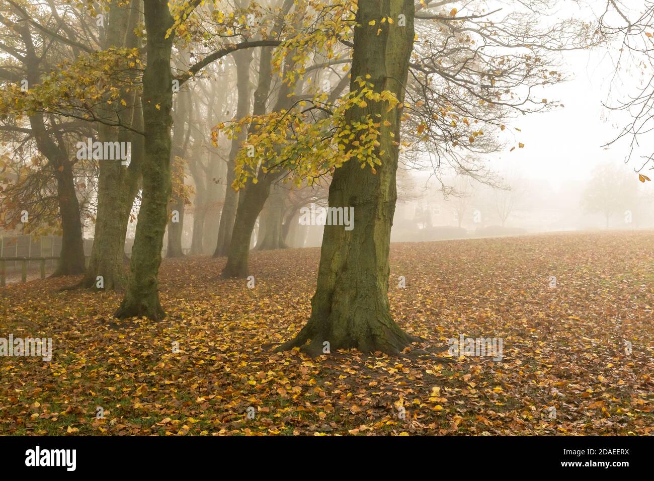English autumn mist hi-res stock photography and images - Alamy