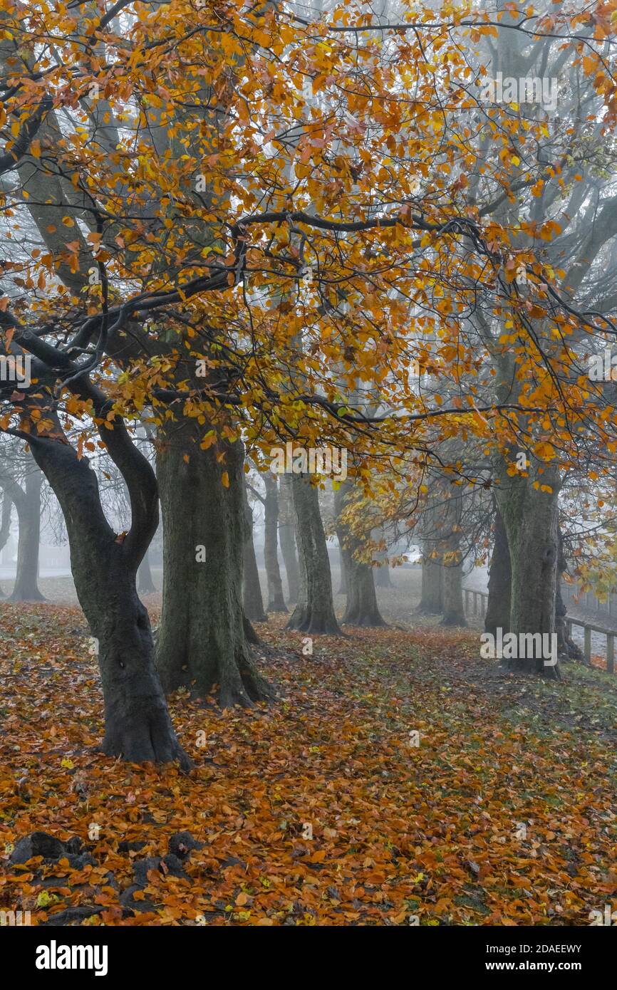 English autumn mist hi-res stock photography and images - Alamy