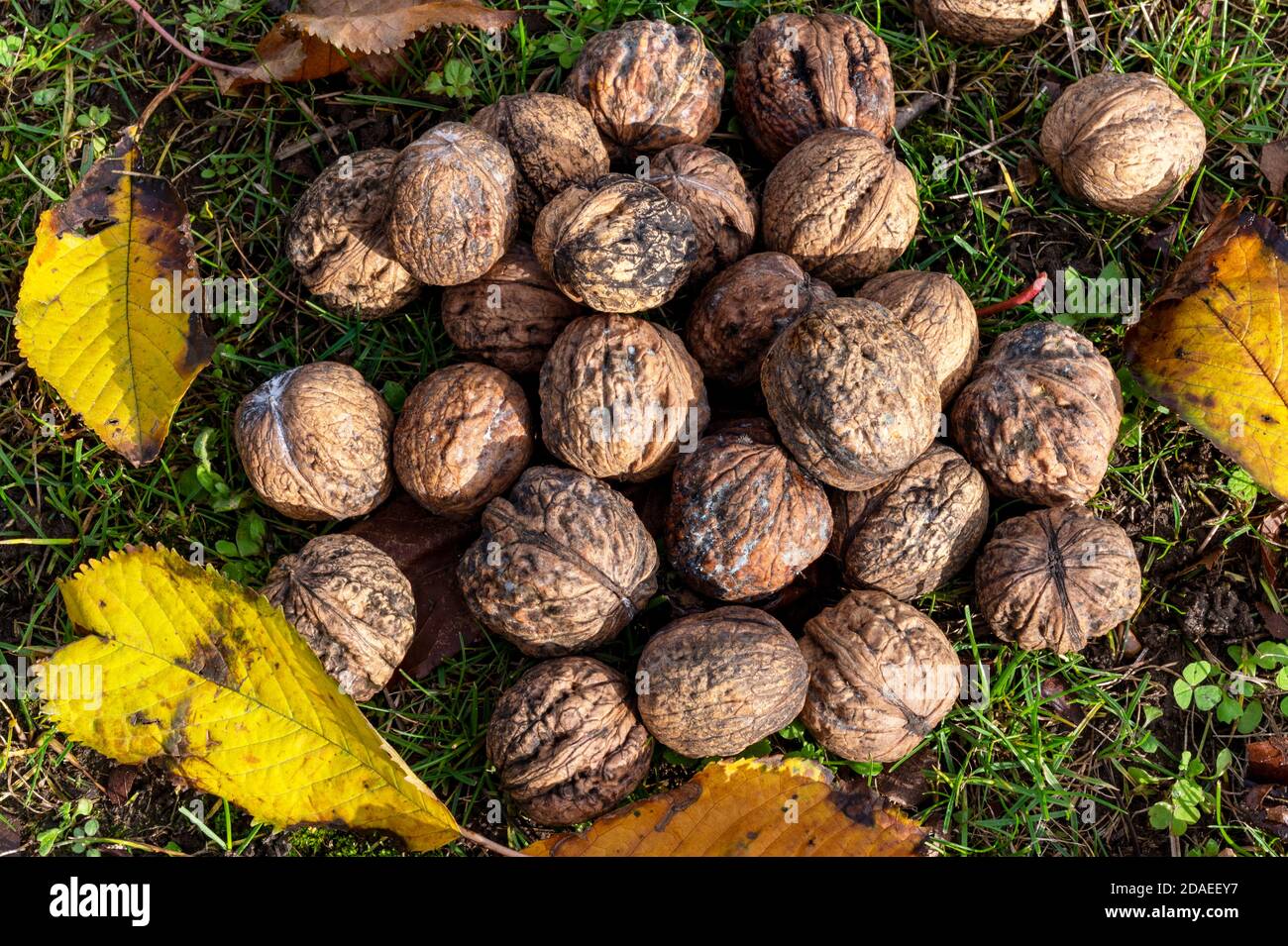 British nuts hi-res stock photography and images - Alamy