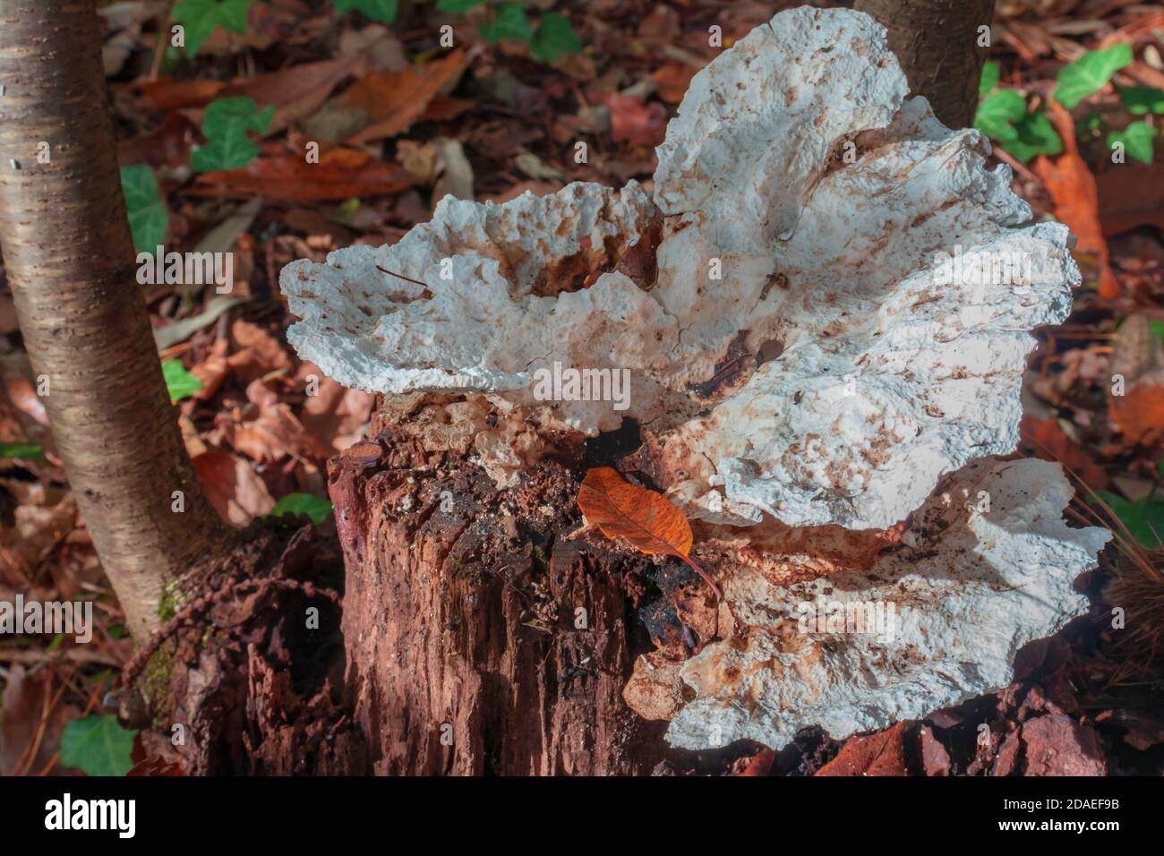 A white wood-decay fungus on a dead tree Stock Photo - Alamy