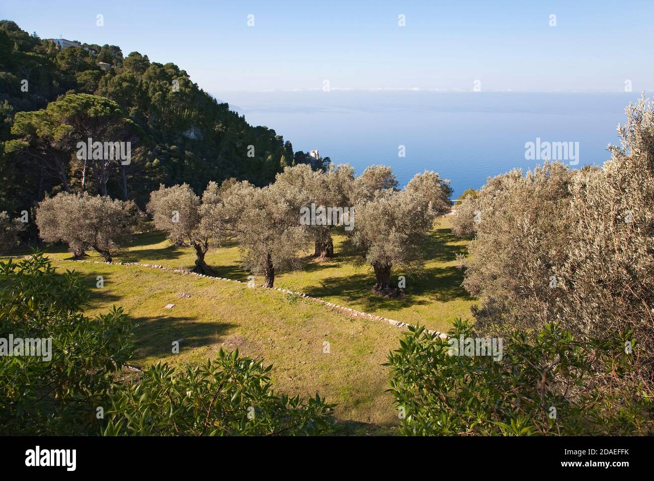 Olive tree serra de tramuntana hi-res stock photography and images - Alamy