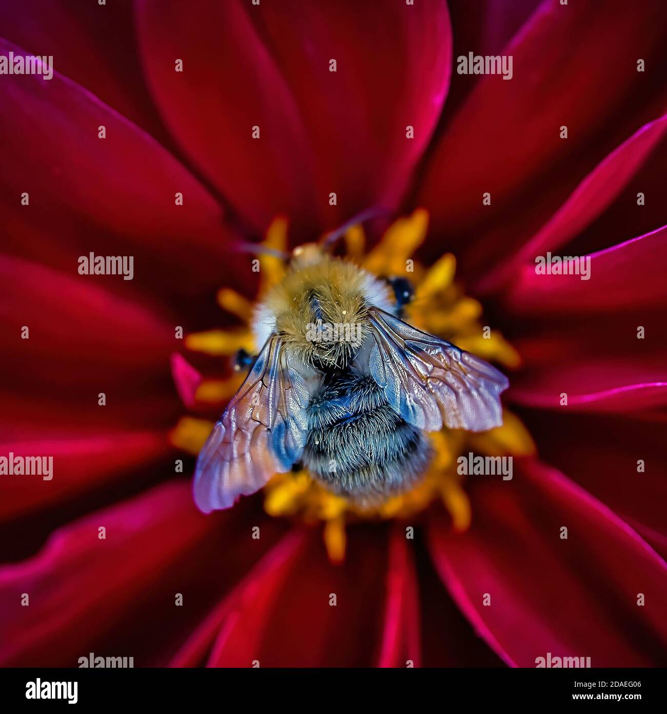Closeup shot hairy bumblebee hi-res stock photography and images - Alamy