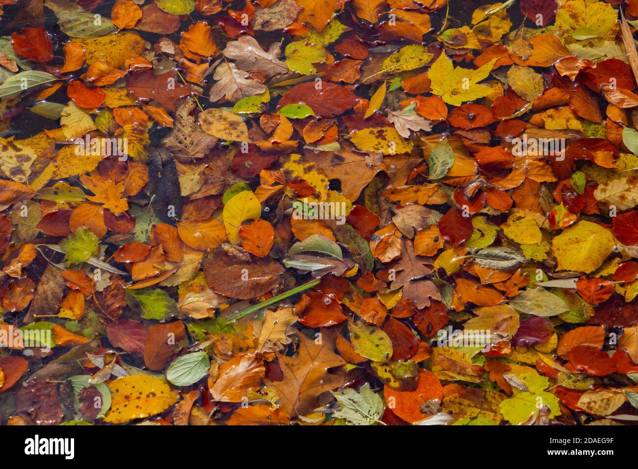 Autumn leaves floating in the water for natural background Stock Photo ...