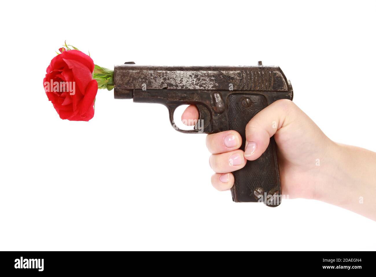 Red rose on a gun isolated on a white background Stock Photo - Alamy