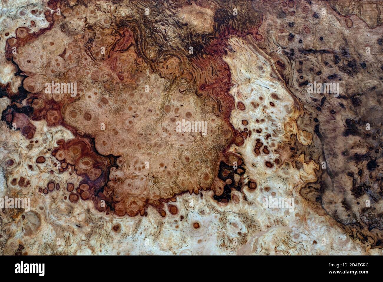 Nature oak burl wood striped is a wooden beautiful pattern for crafts ...