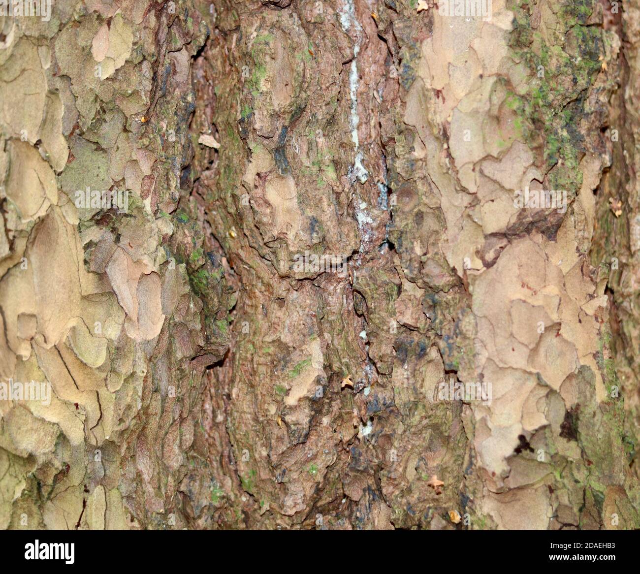 Textured tree bark background showing green and brown detail and ...