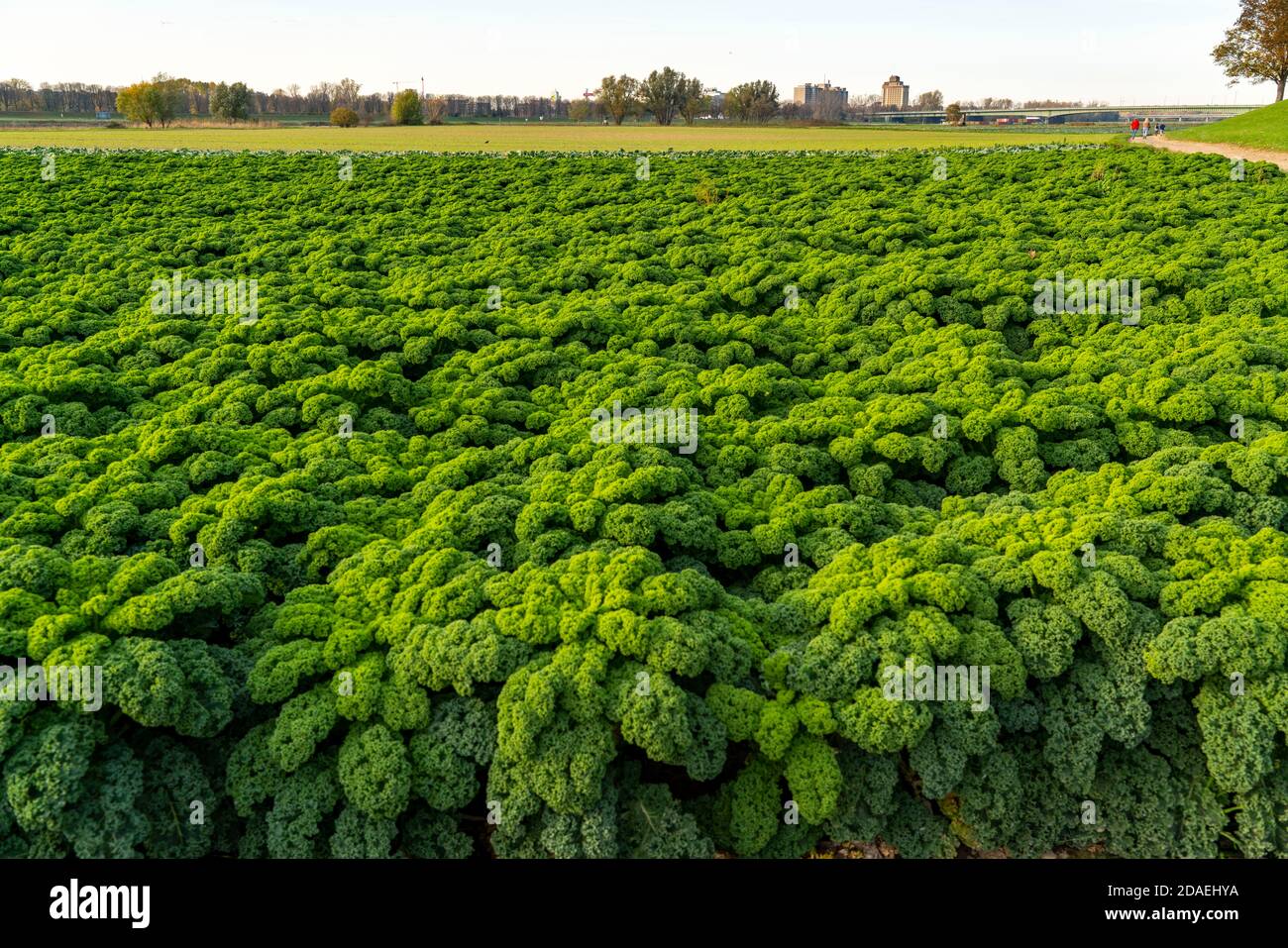 Kale field hi-res stock photography and images - Alamy