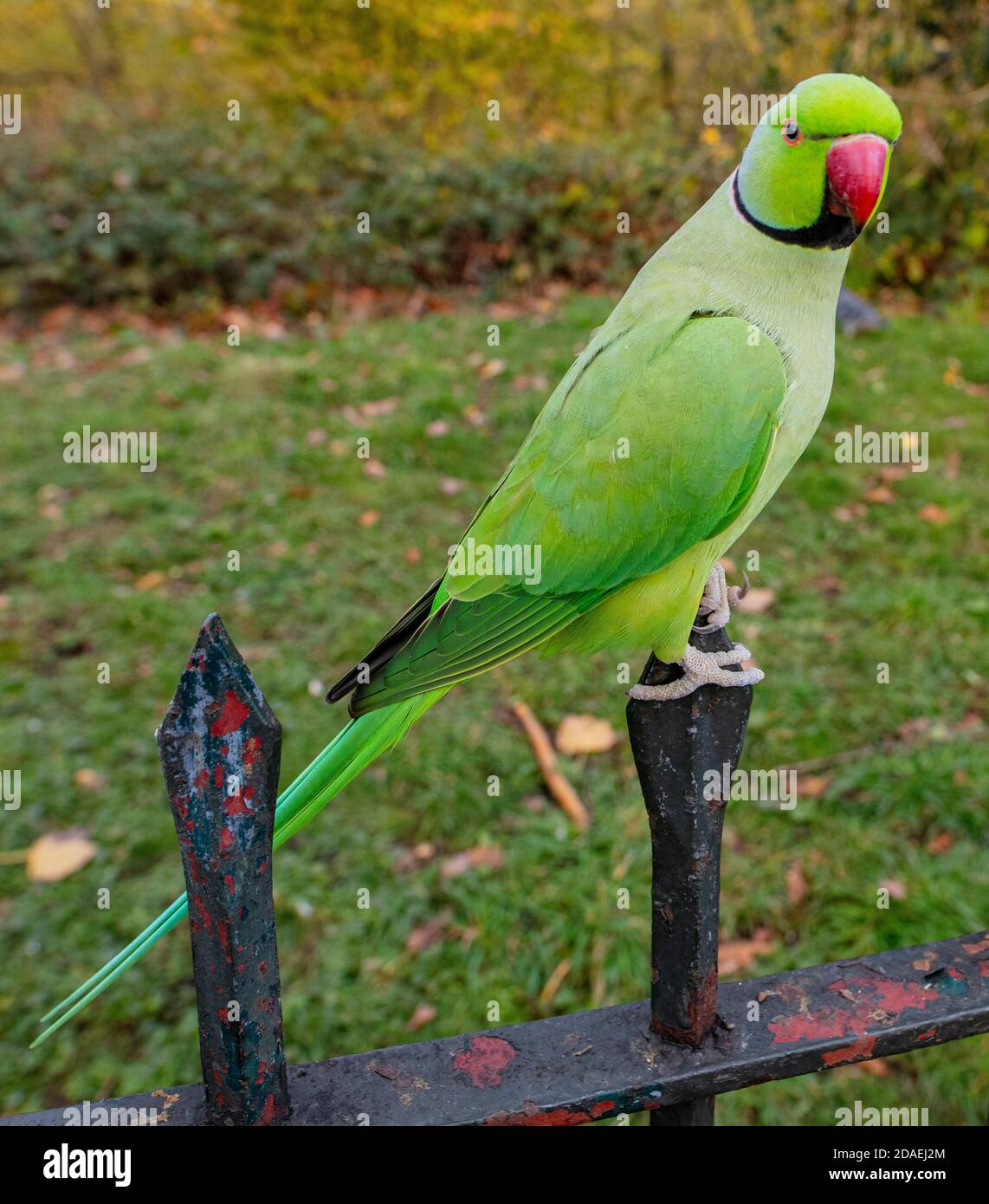 Green ring-necked parakeets in Kensington Gardens, London Stock Photo ...