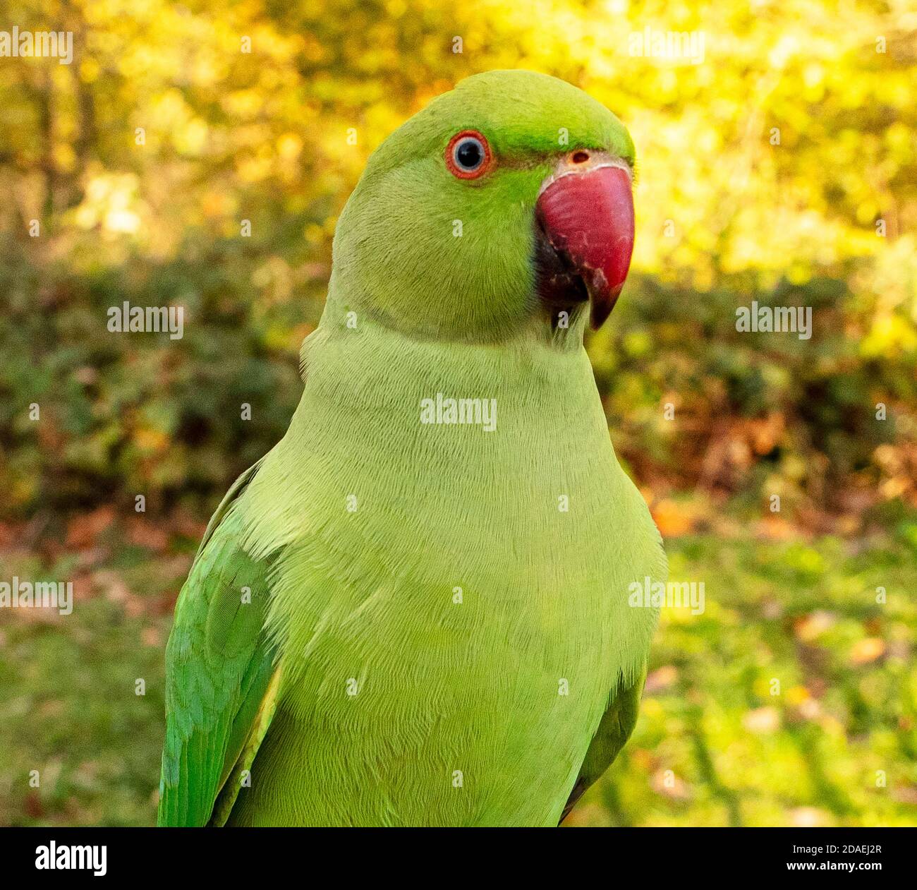 Green ring-necked parakeets in Kensington Gardens, London Stock Photo ...