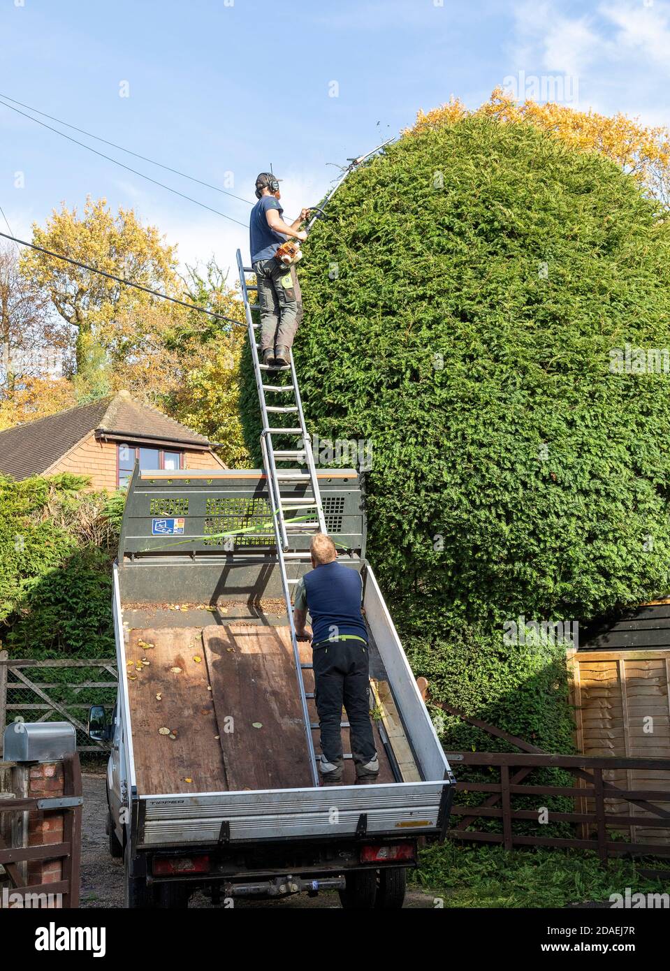 A novel approach to pruning a tall Yew Tree. Tree surgeons use a tipper ...