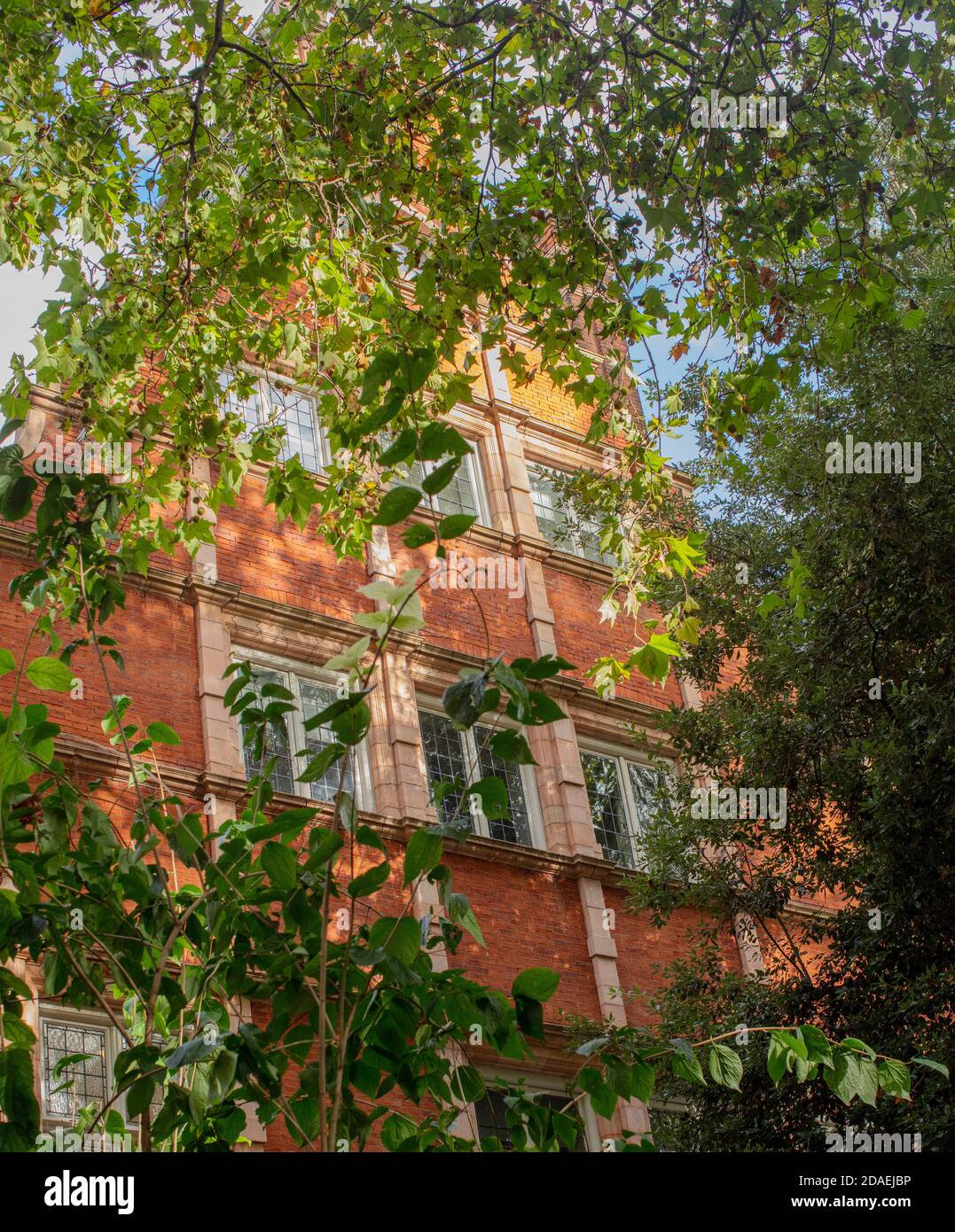 Large red-brick Chelsea mansion block seen through screen of autumn ...