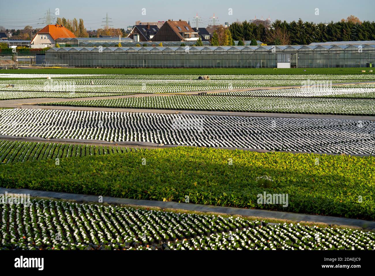 Ornamental flowers growing in greenhouses hi-res stock photography and ...