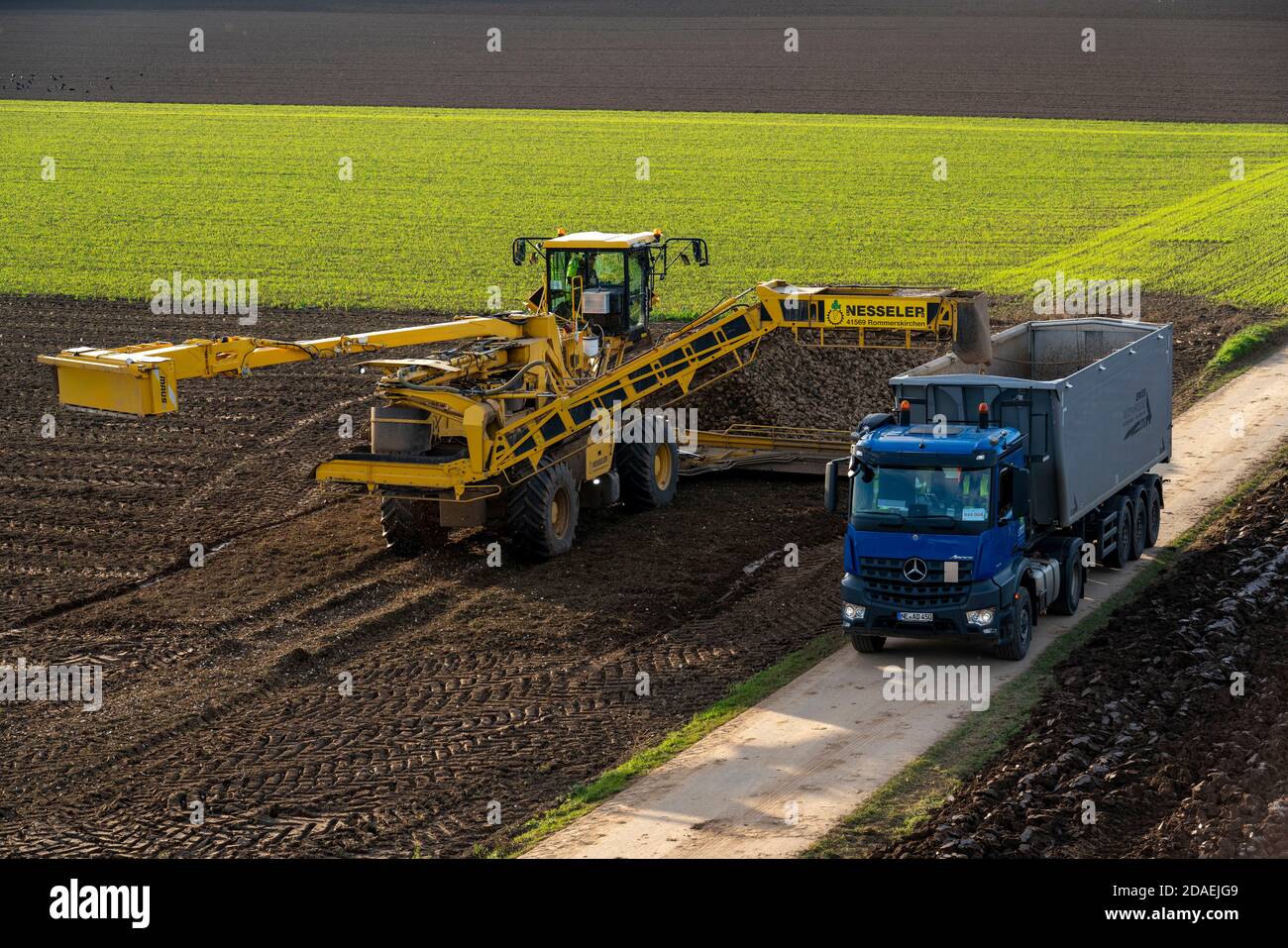 Sugar beet harvest, loading the harvested beets with a self-propelled ...