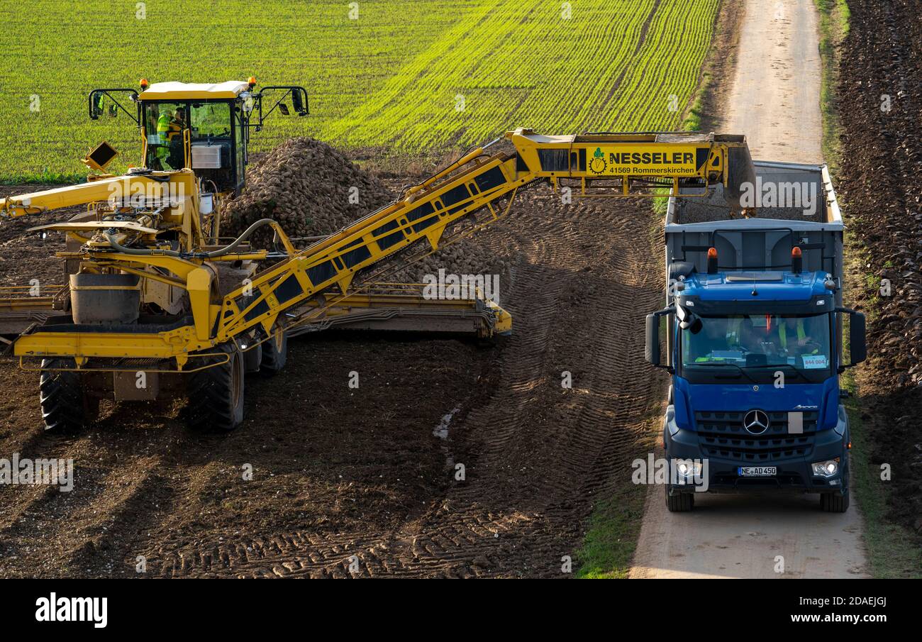 Ropa self propelled sugar beet loader hi-res stock photography and ...