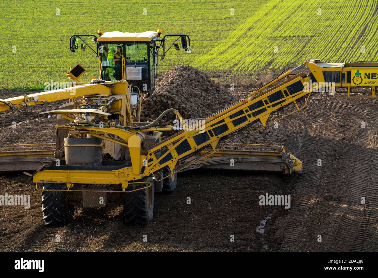 Ropa self propelled sugar beet loader hi-res stock photography and ...