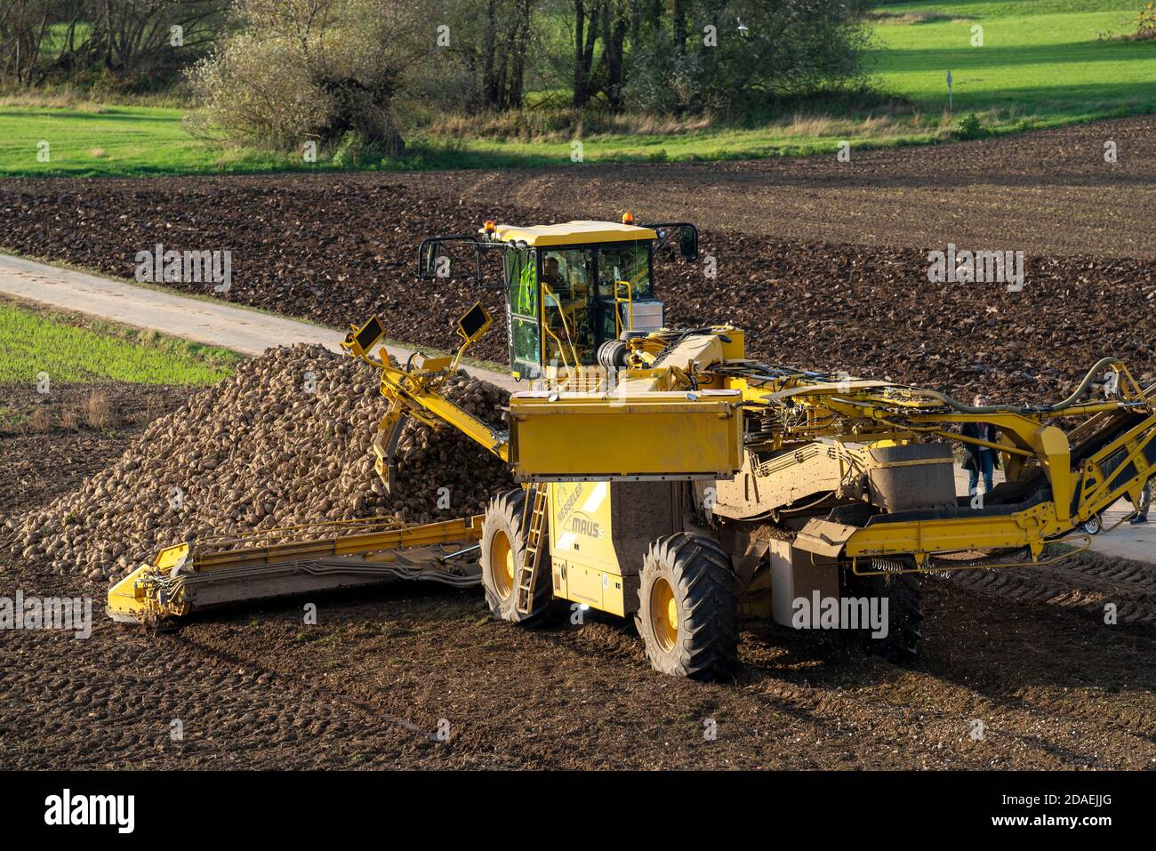 Sugar beet harvest hi-res stock photography and images - Alamy