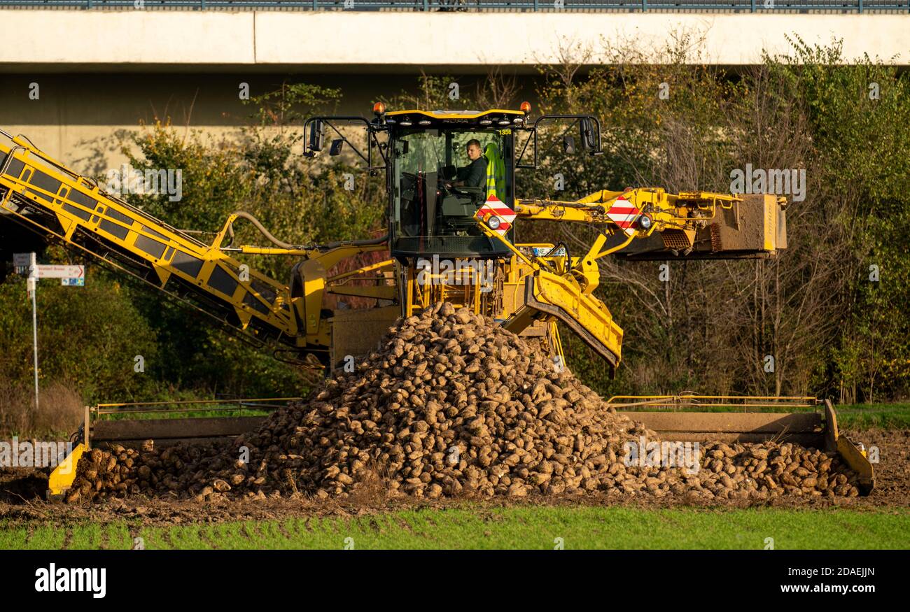 Sugar beet harvest, loading the harvested beets with a self-propelled ...
