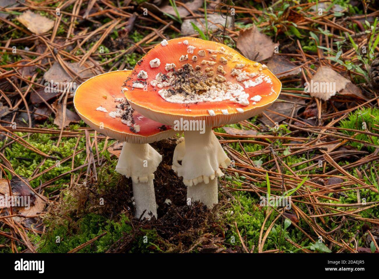Fungi in Suffolk woods, England Stock Photo - Alamy