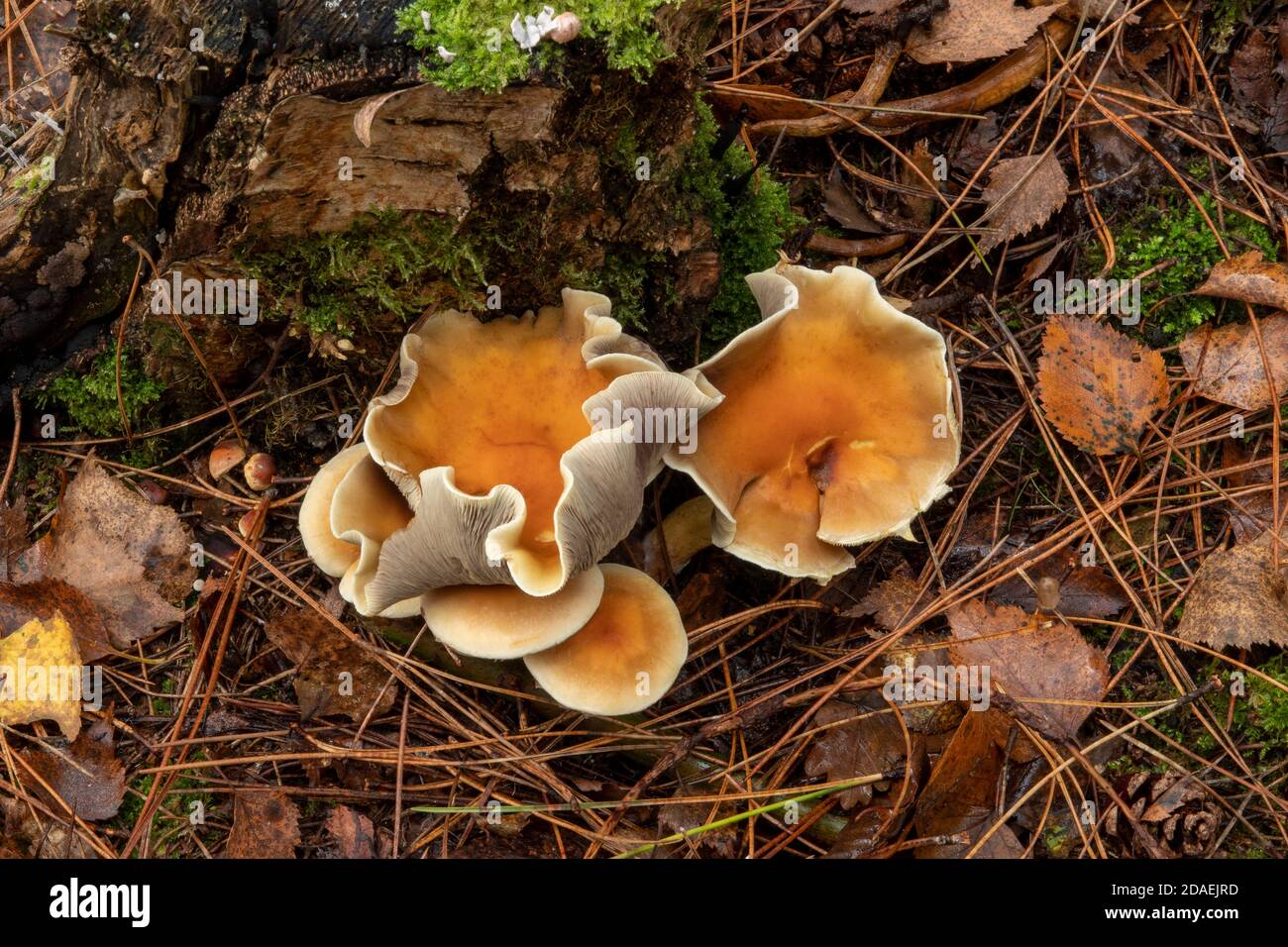 Fungus growth in forest, Suffolk, UK Stock Photo - Alamy