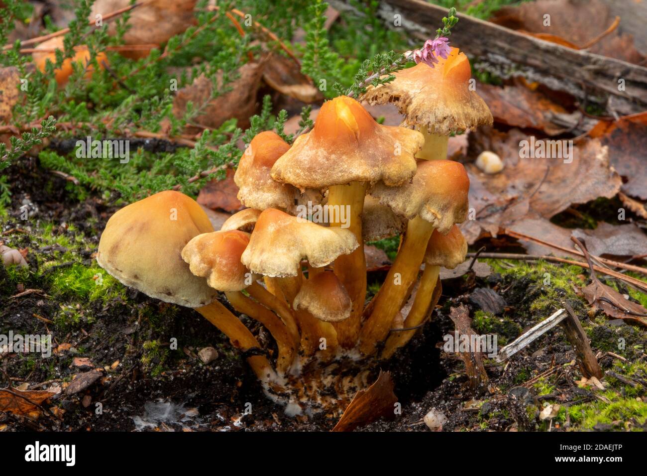 Fungus growth in forest, Suffolk, UK Stock Photo - Alamy