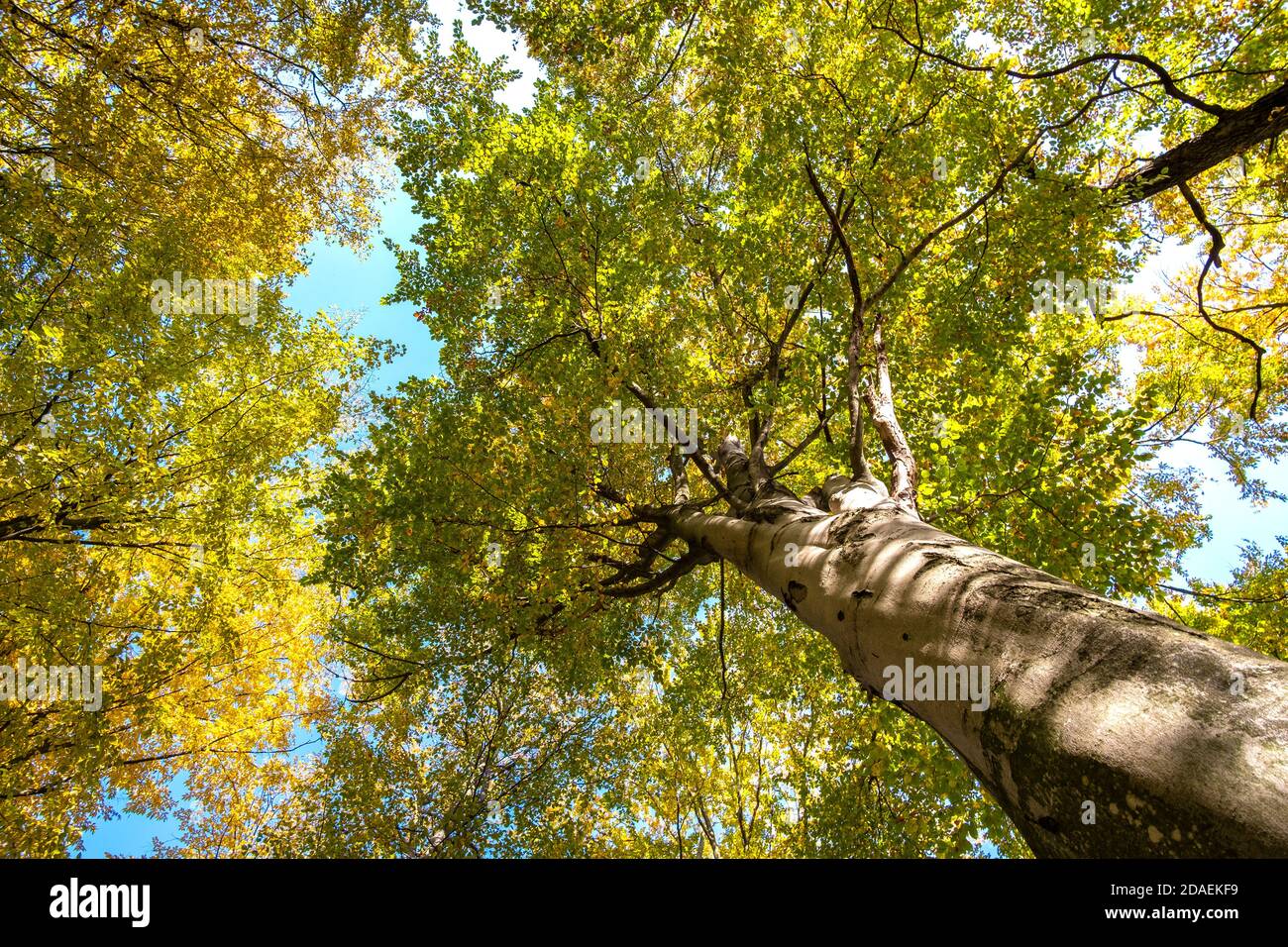 Perspective from down to up view of autumn forest with bright orange ...