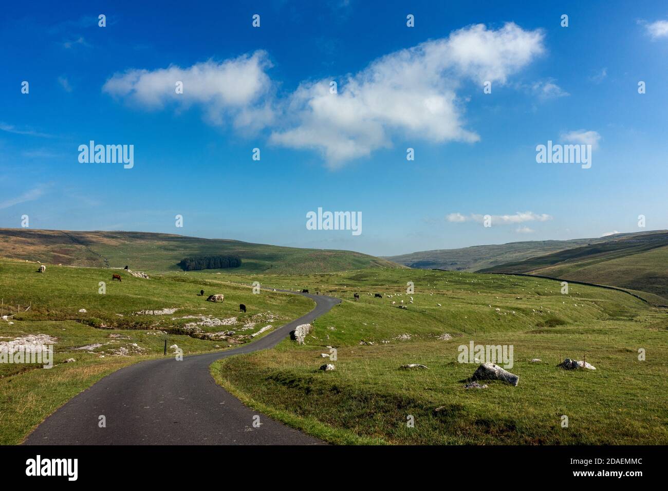 UK landscape: Stunning views of the country lane and grazing cattle ...