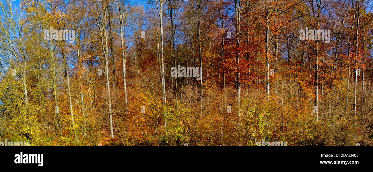 Wide forest hi-res stock photography and images - Alamy