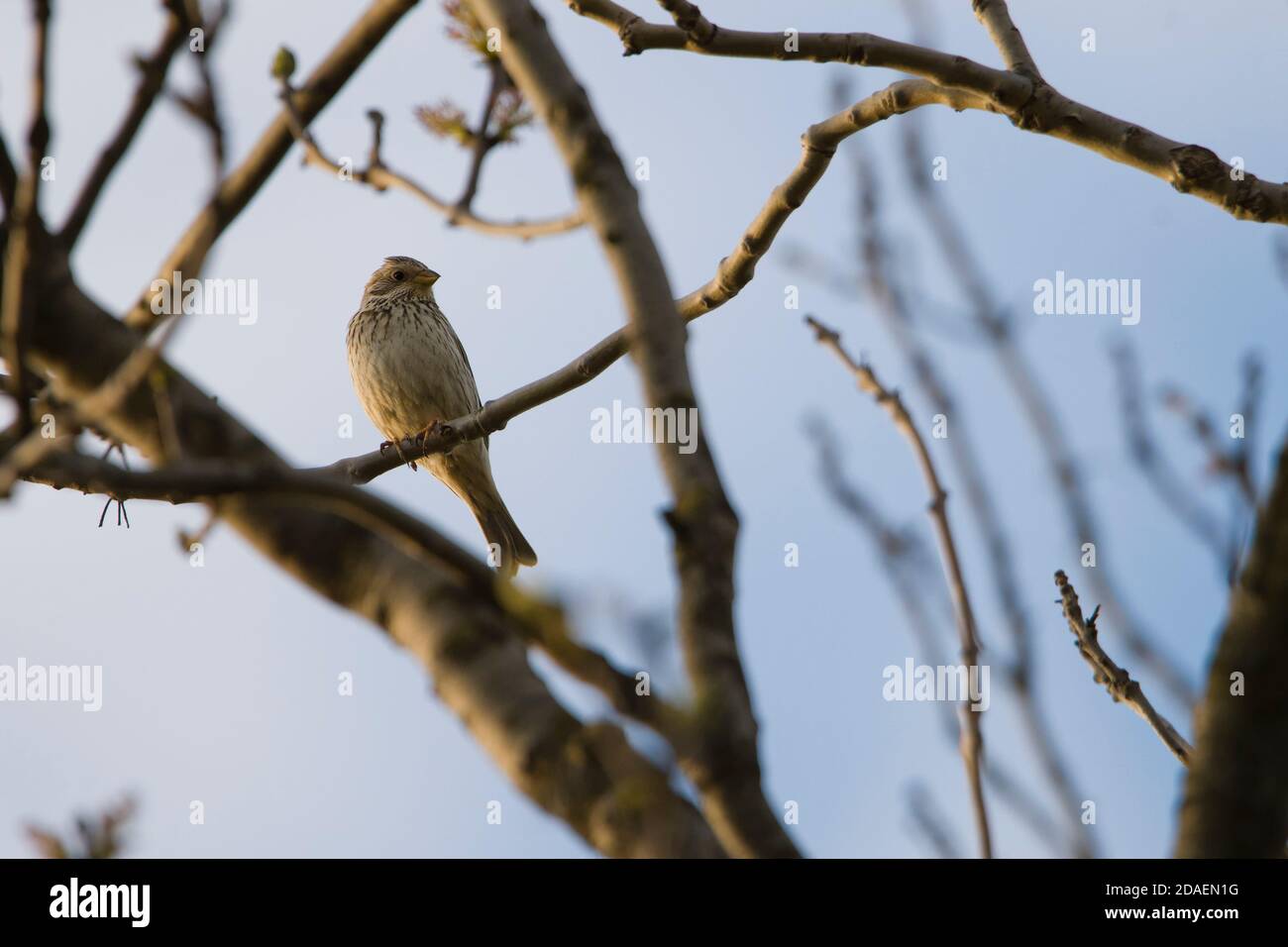 Corn bunting on a branch Stock Photo - Alamy