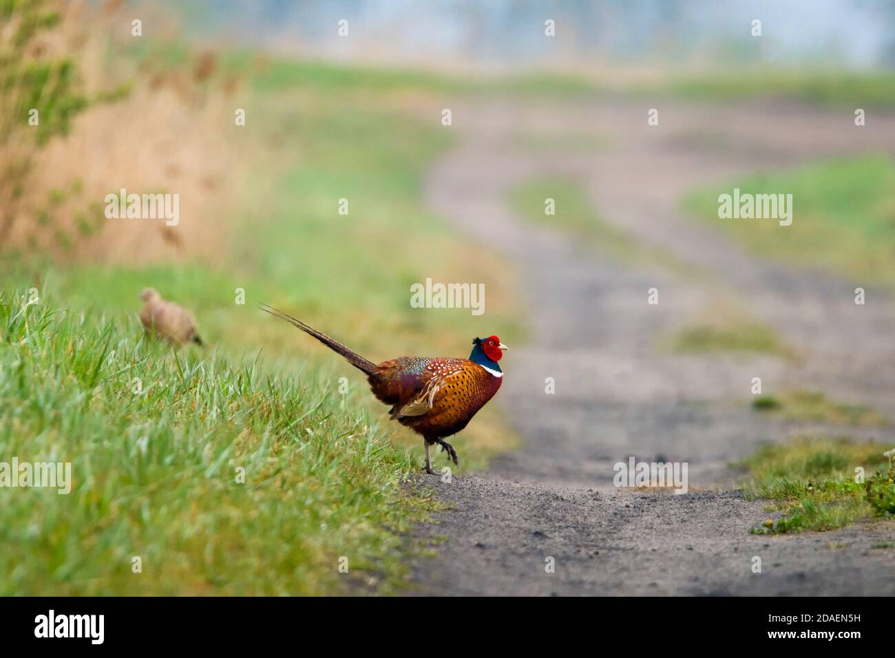 Common pheasant on the road. Male of pheasant Stock Photo - Alamy