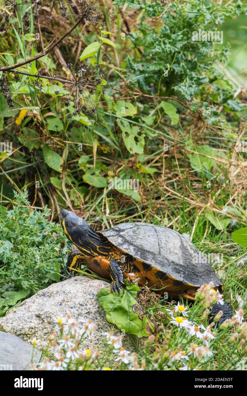 An abandoned Yellow Bellied Slider terrapin released into the ...