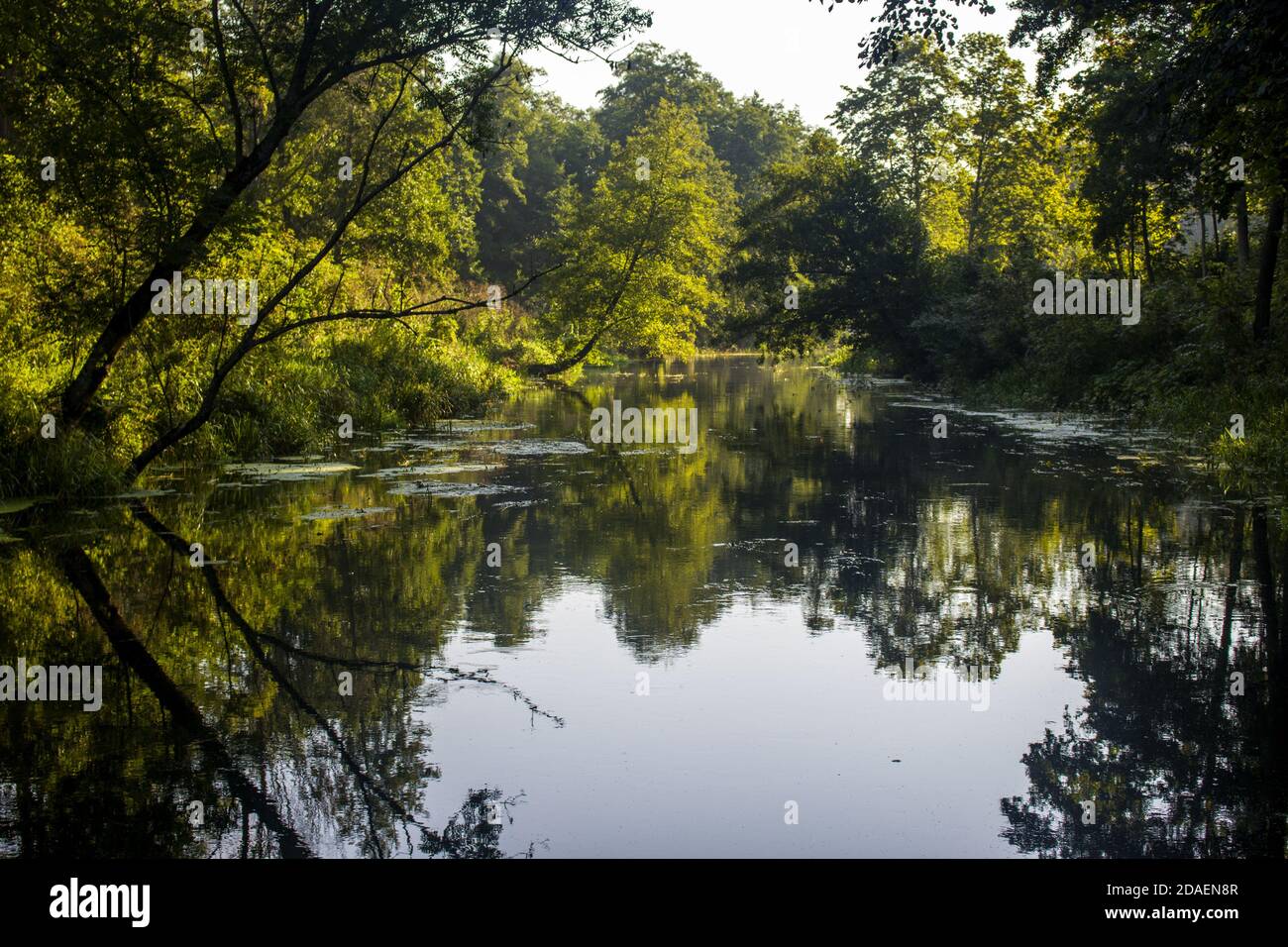River banks in the jungle Stock Photo - Alamy