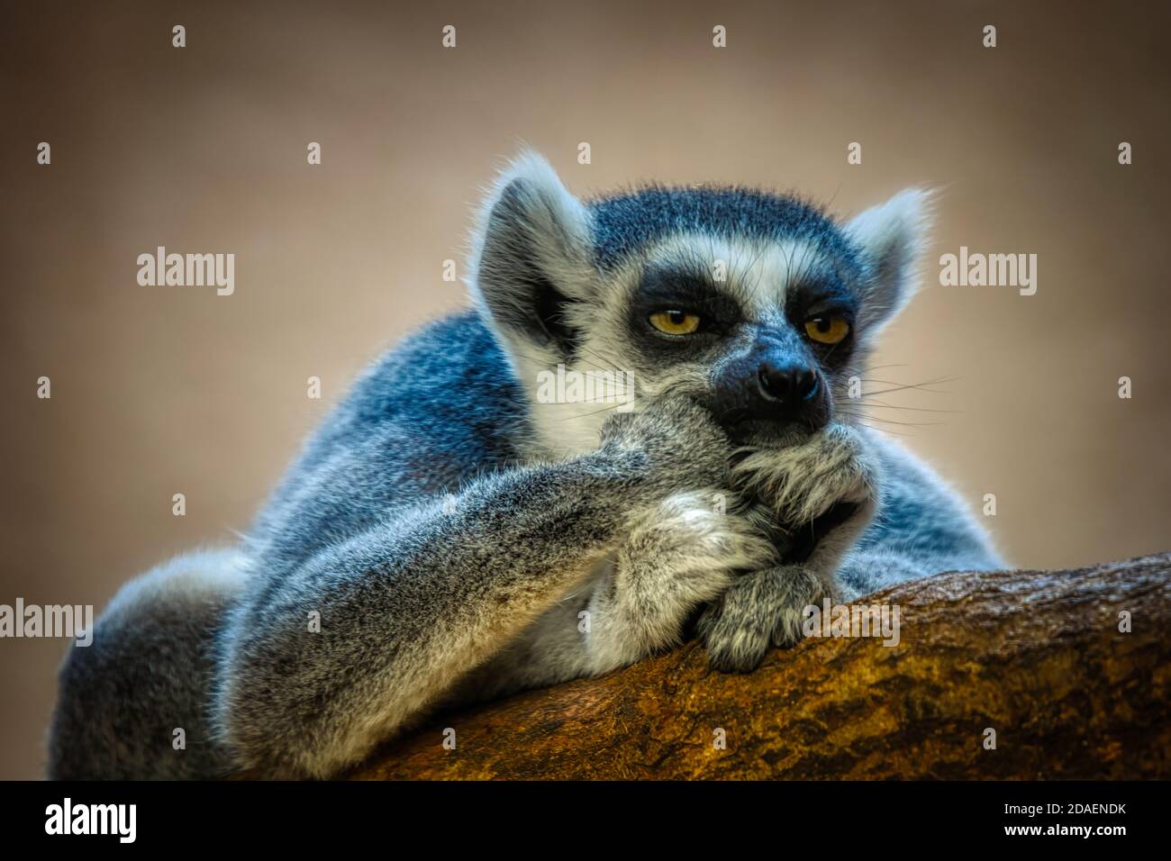 Closeup shot of a lemur relaxing Stock Photo - Alamy