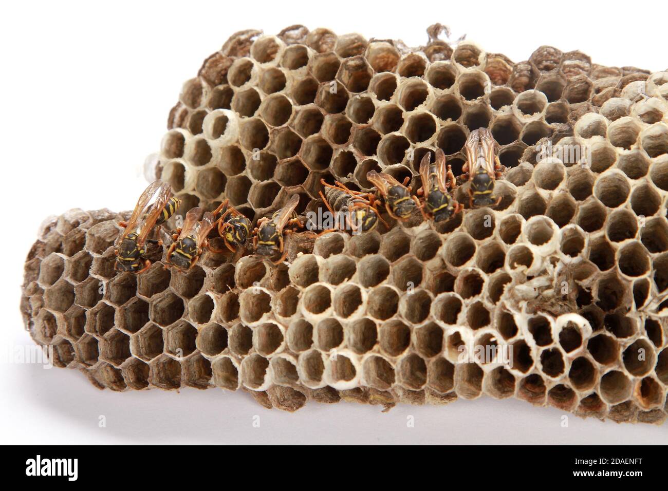Closeup shot of wasps building a nest on a white background Stock Photo ...