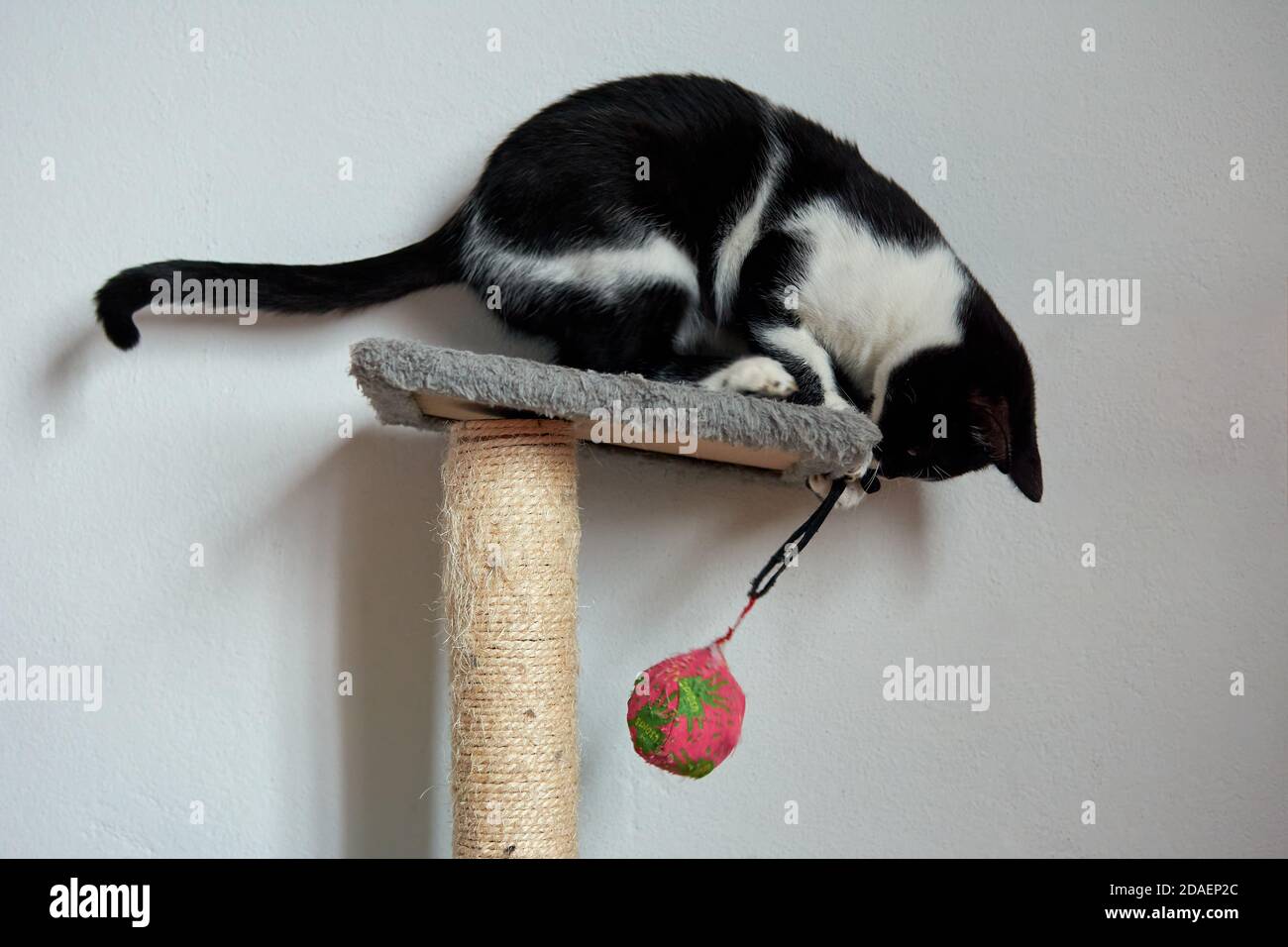 Cute black and white cat playing with a toy on a stand Stock Photo - Alamy