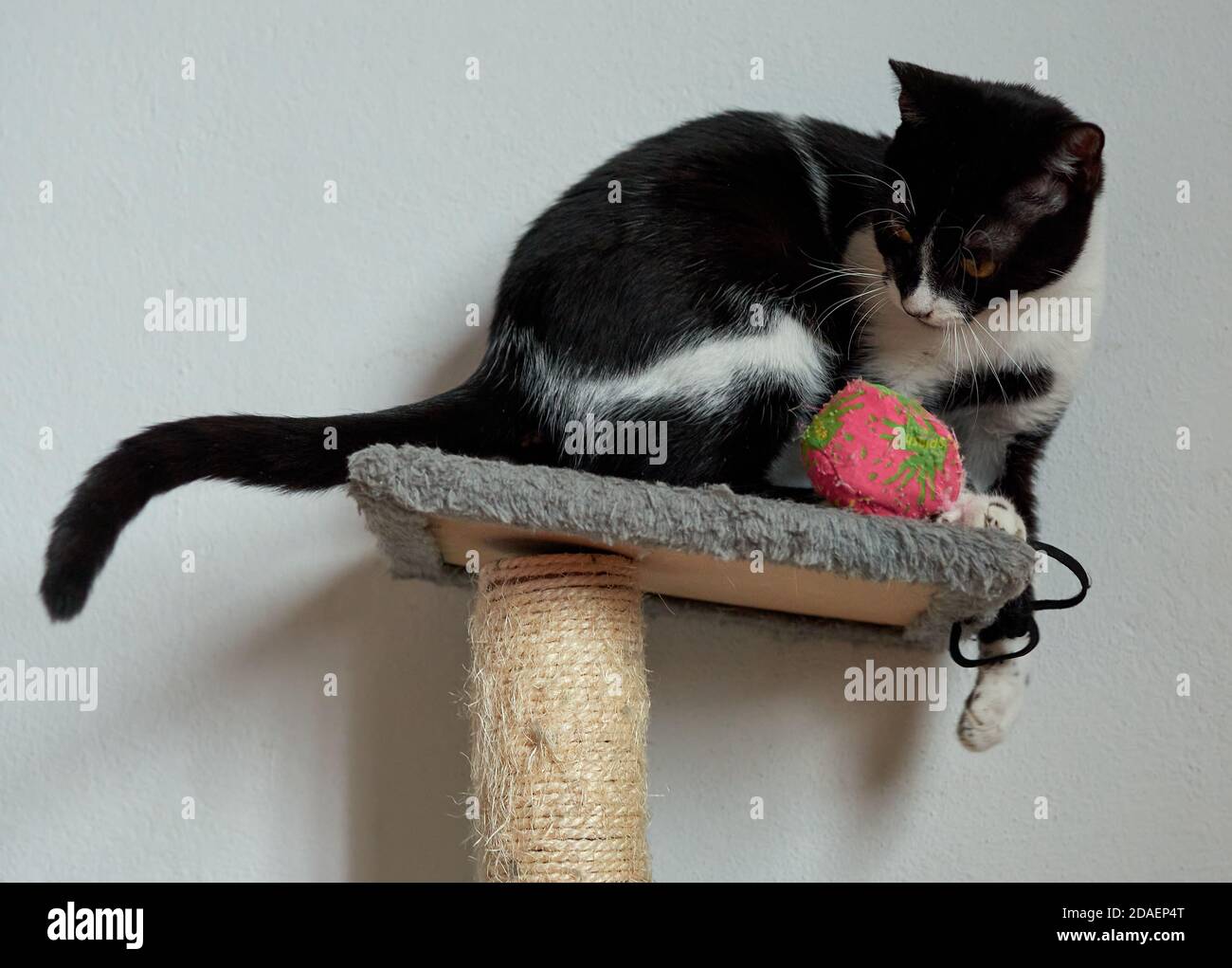 Cute black and white cat playing with a toy on a stand Stock Photo - Alamy