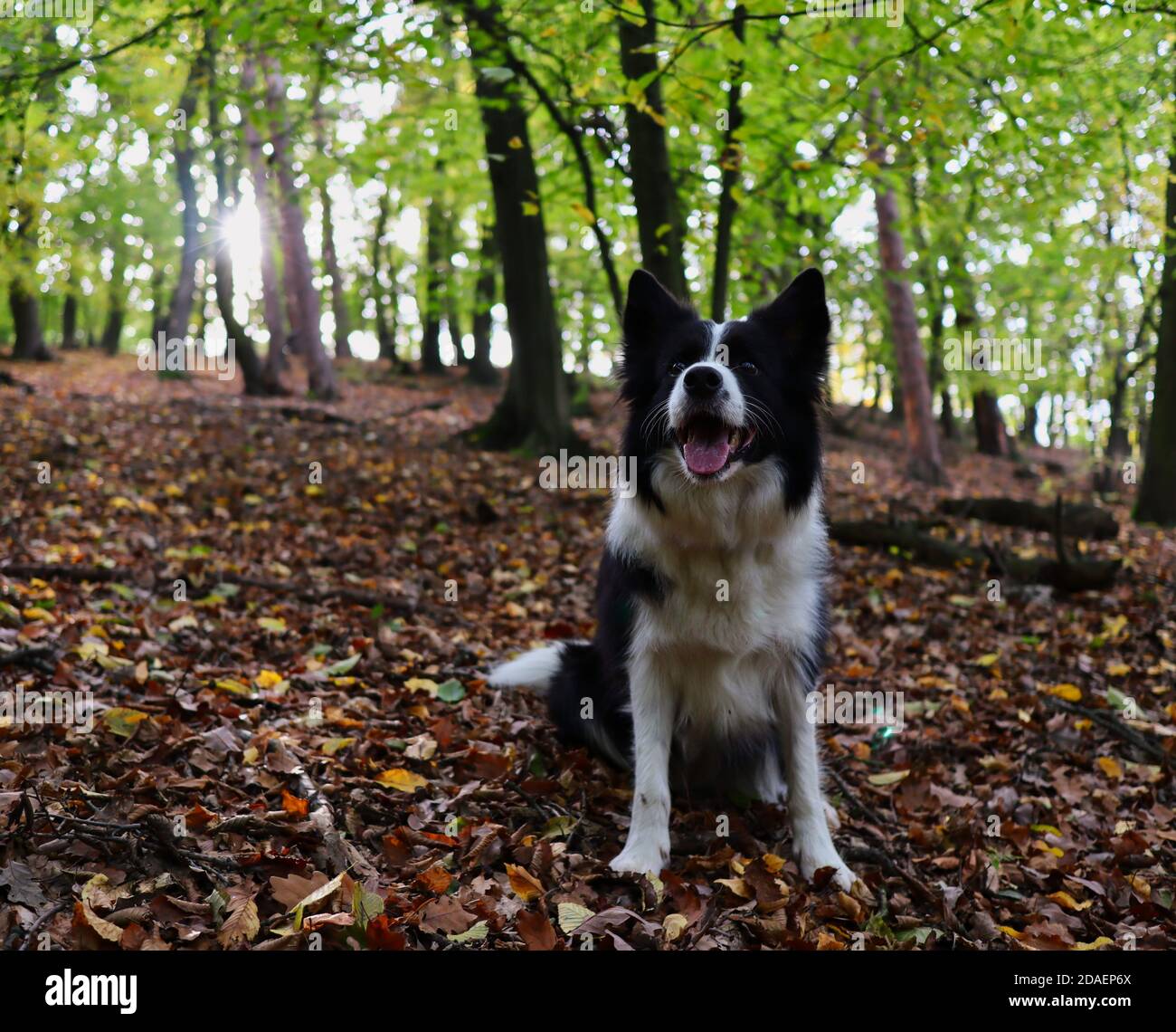 Sitting Border Collie Smiles in Forest during Day. Adorable Black and ...