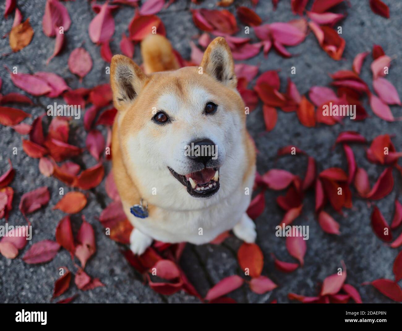 Top-Down Shiba Smiles and Sits on Purple Fallen Leaves during Fall ...