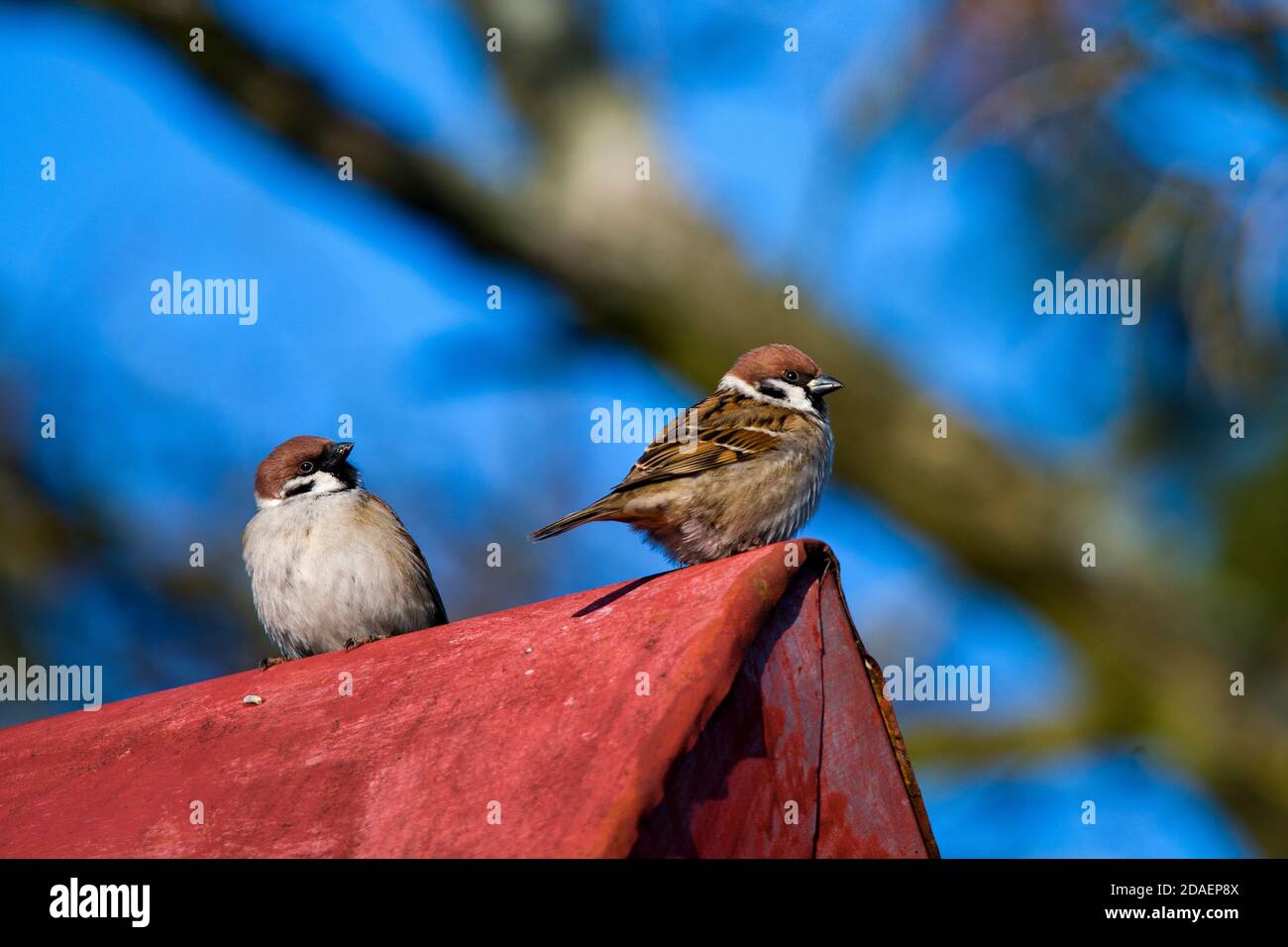 Sparrows roof hi-res stock photography and images - Alamy