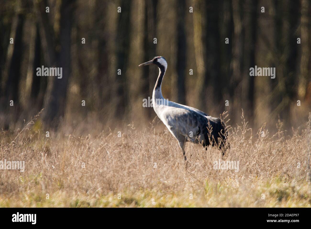 Largest bird on earth hi-res stock photography and images - Alamy