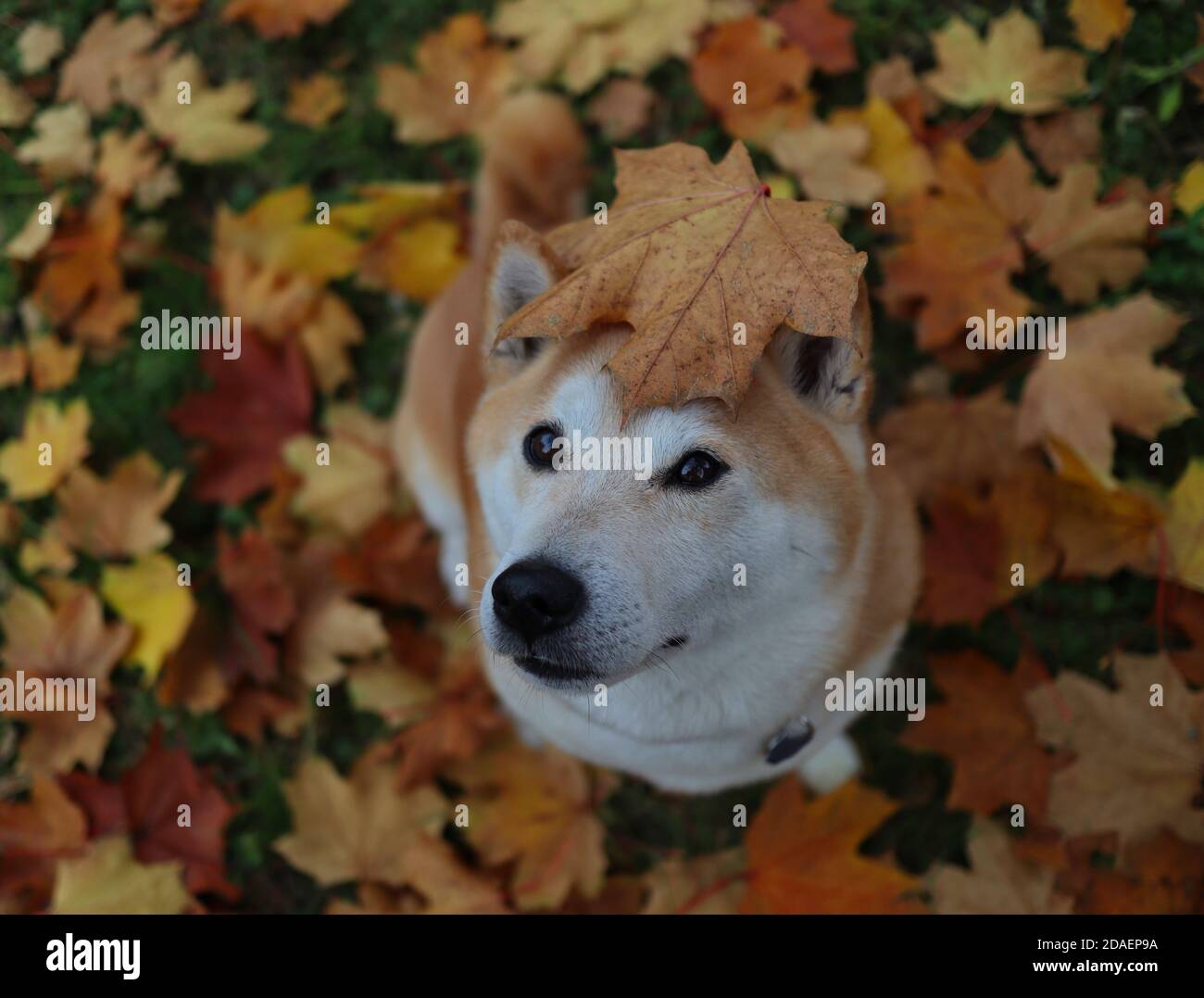 Top-Down Serious Looking Shiba Sitting on Colorful Fallen Autumn Leaves ...
