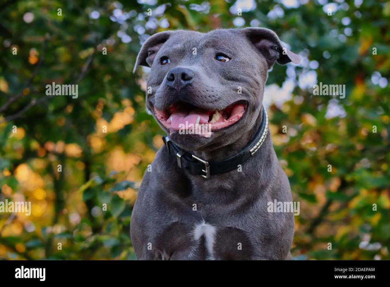 Close-up of Staffordshire Bull Terrier Watching its Surroundings in the ...
