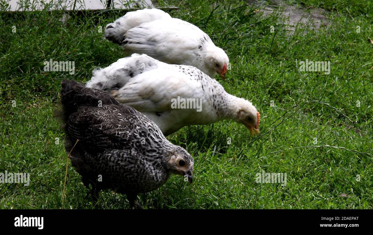 White and spotted chickens nibble fresh green grass from farm lawn ...
