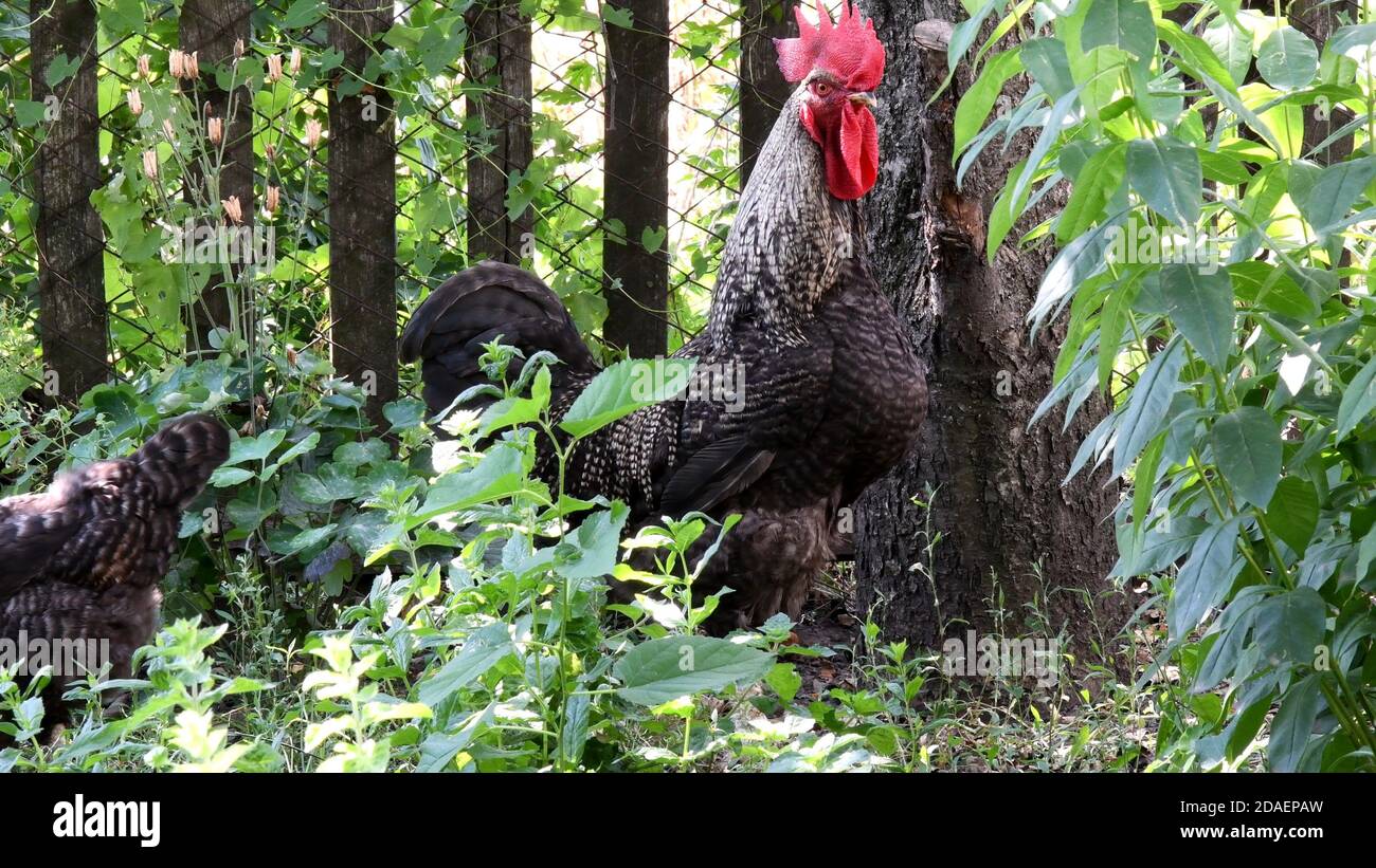 Black rooster with red crest looks into camera. Chicken stands in lush ...