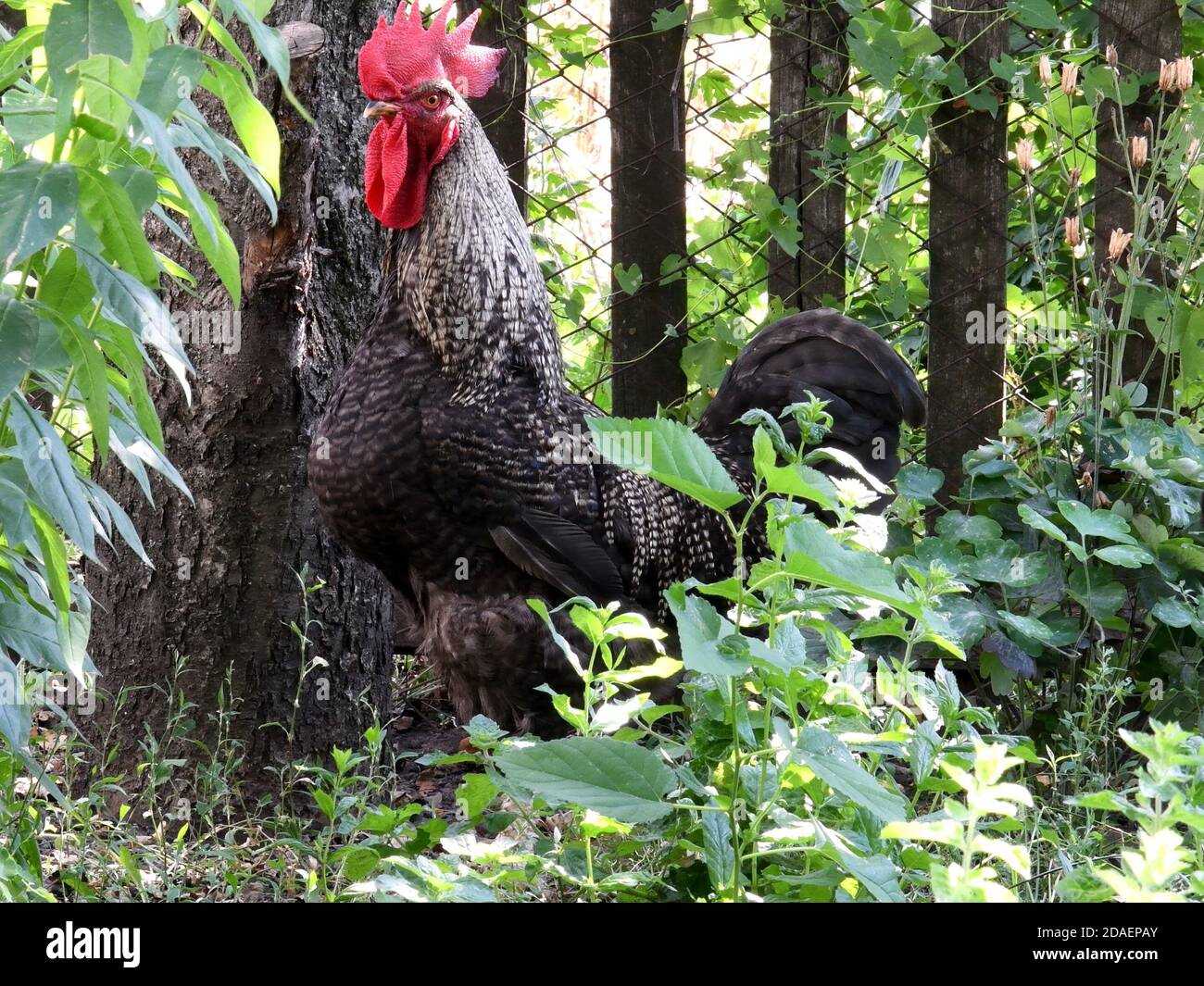 Black spotted rooster with red crest looks into camera. Chicken stands ...