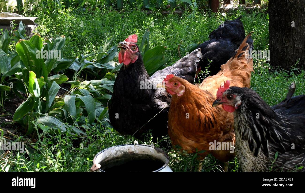 Red and black hens with red crests drink water and look into camera ...
